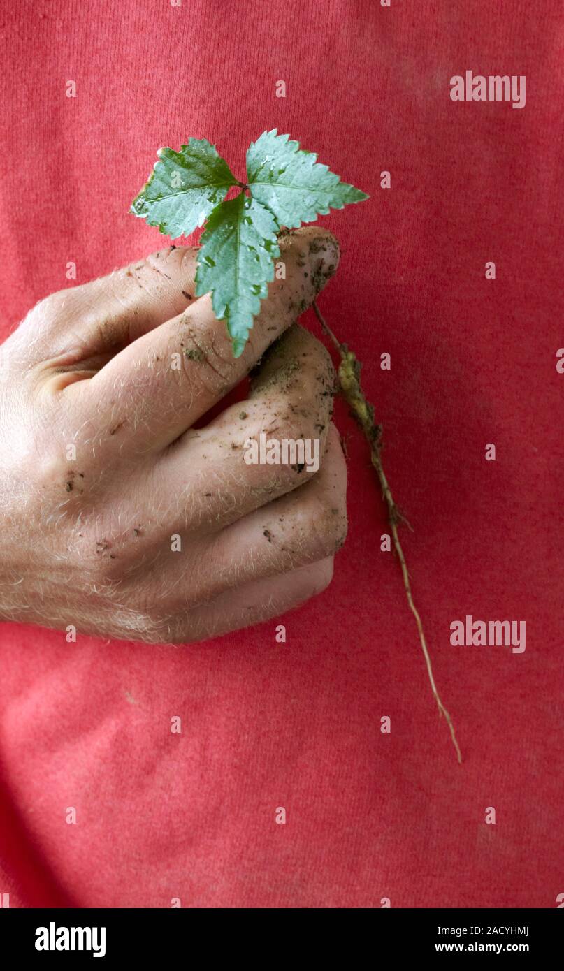 Growing ginseng. Close-up of a man holding a ginseng (Panax sp ...