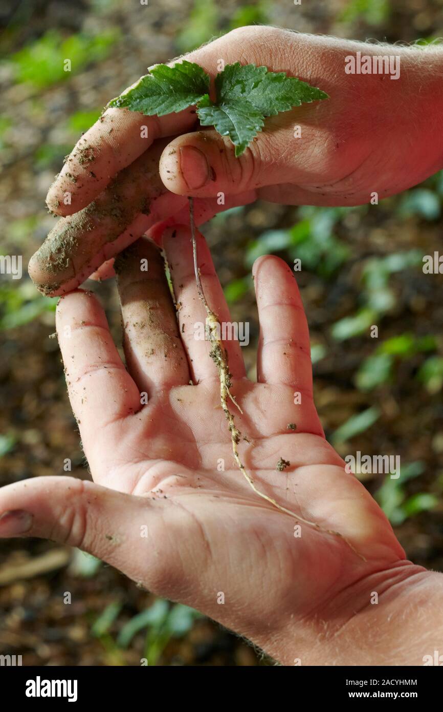 Growing ginseng. Close-up of a man holding a ginseng (Panax sp ...