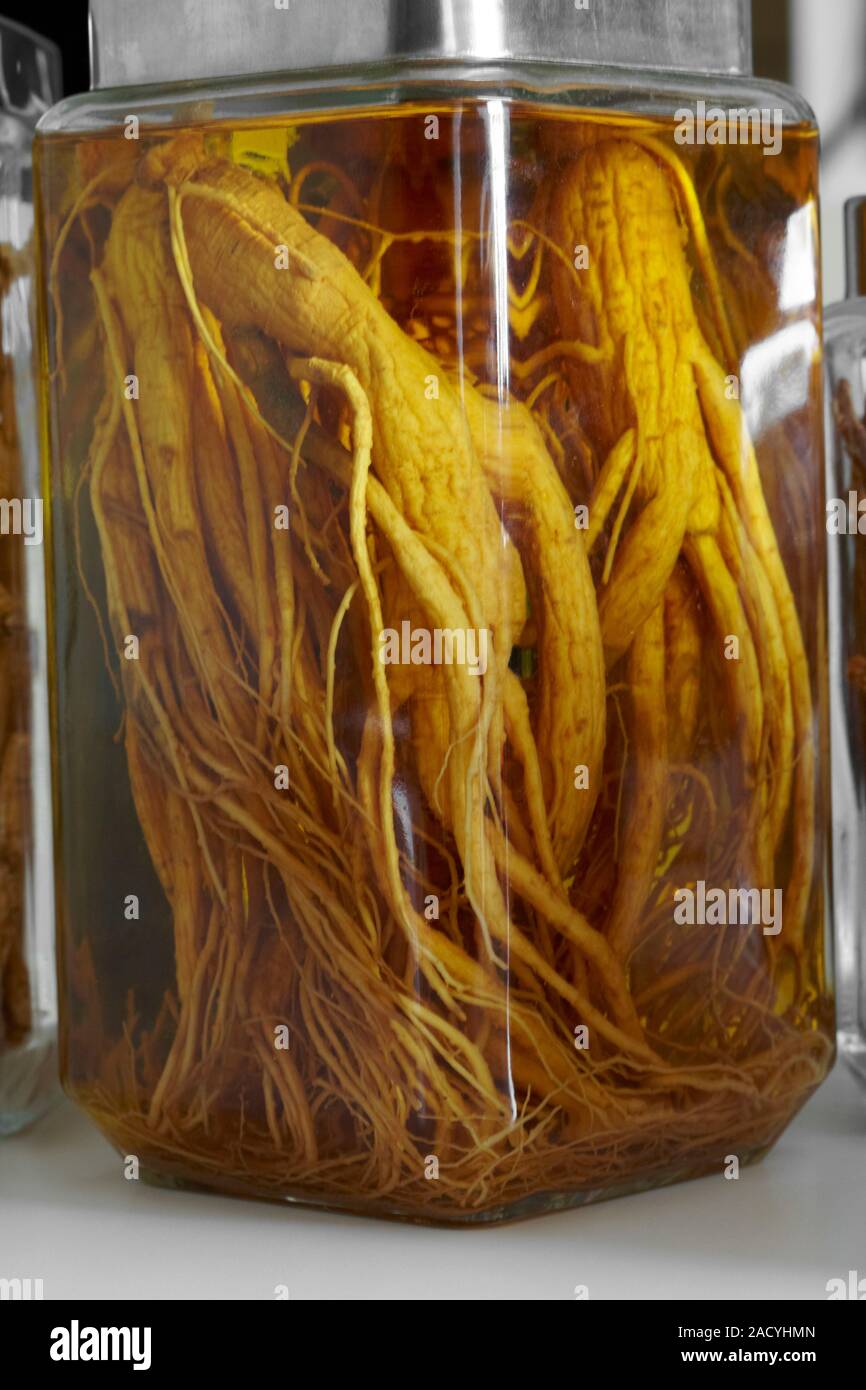 Ginseng roots in a jar. Close-up of roots from ginseng (Panax sp ...