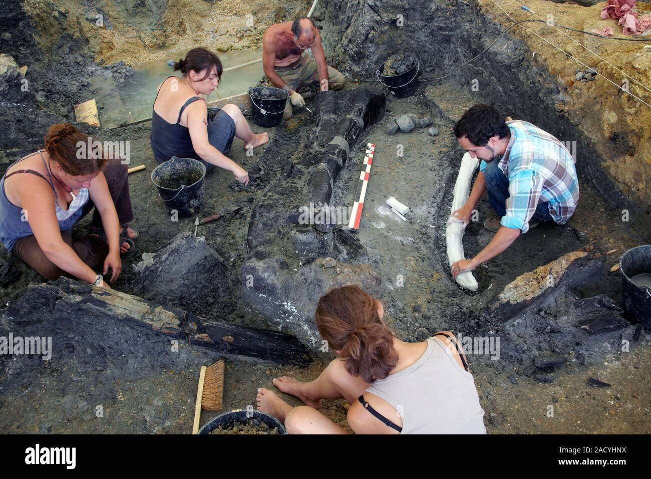 Palaeontology excavation. Palaeontologists excavating the fossilised ...