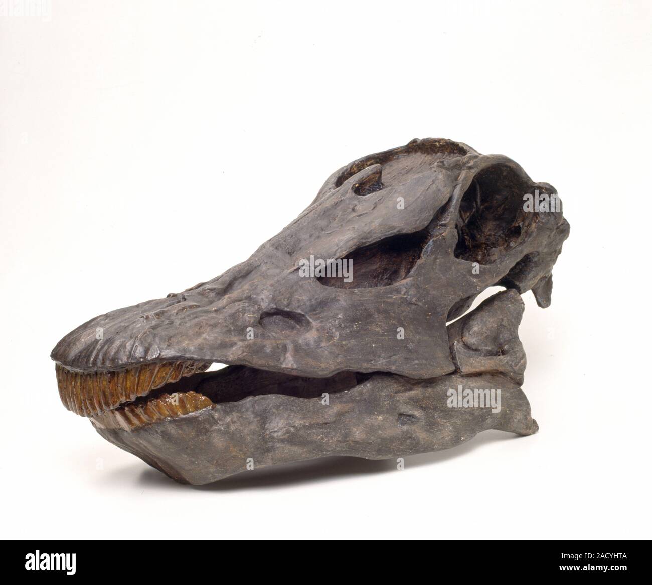 The skull belonging to the replica skeleton of Diplodocus carnegiei on ...