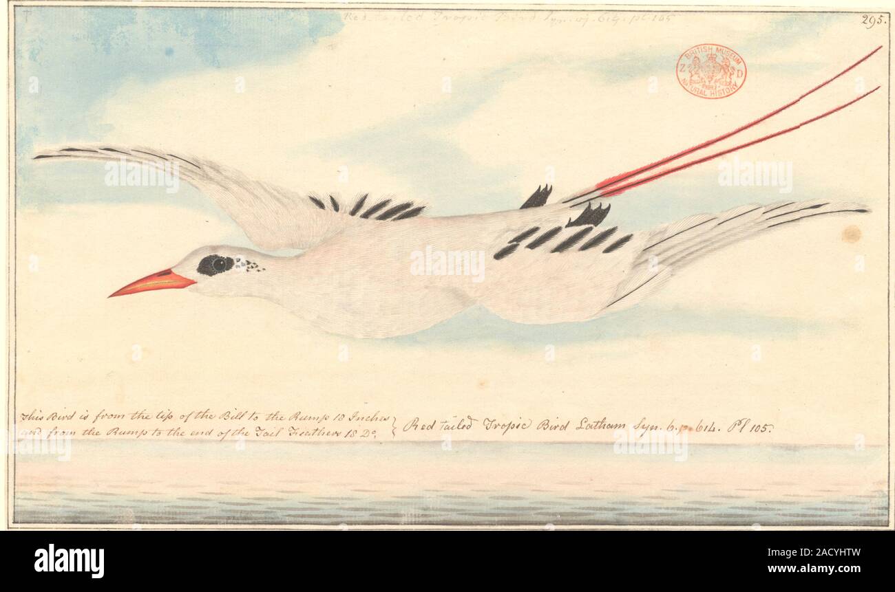 Watercolour 360 by the Port Jackson Painter from the Watling Collection ...