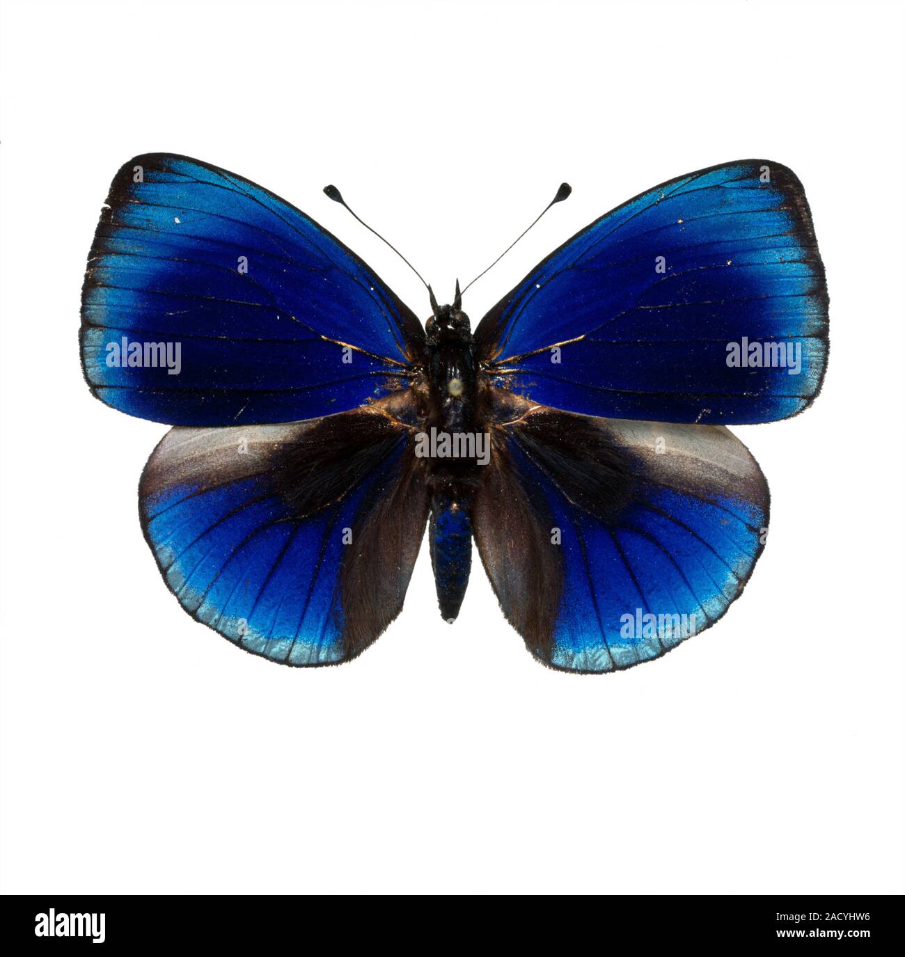 The upperside of the Asterope leprieuri butterfly, Family Nymphalidae ...