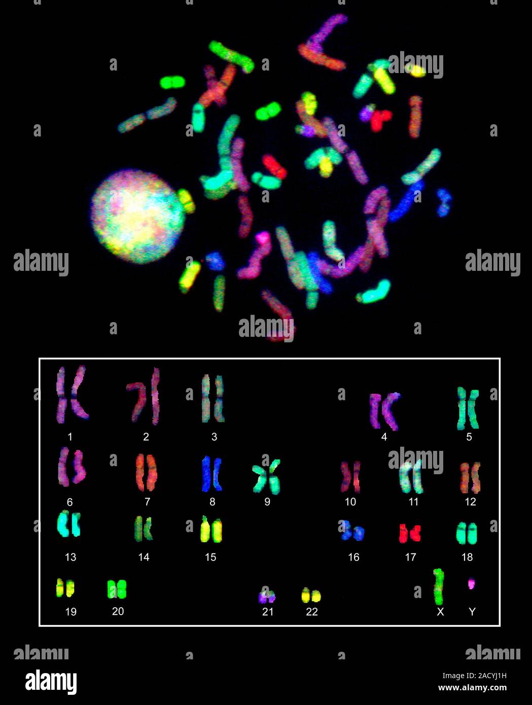 Cell nucleus and chromosomes, spectral karyotype image. Spectral ...