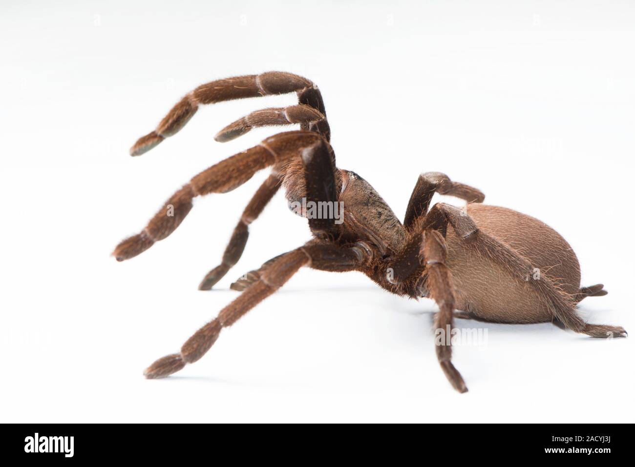 Eastern tarantula (Phlogius crassipes), spider venom research. This ...