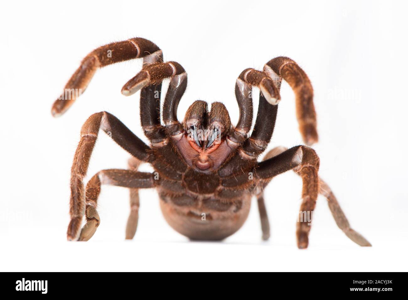 Eastern tarantula (Phlogius crassipes), spider venom research. This ...