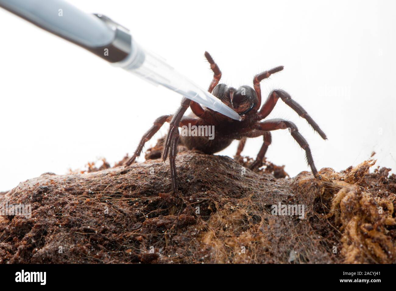 Australian funnel-web spider (Hadronyche valida) being milked for venom ...