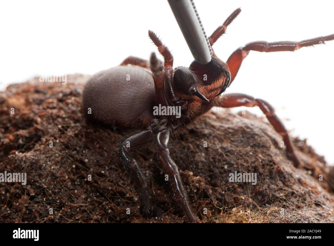 Australian funnel-web spider (Hadronyche valida) being milked for venom ...