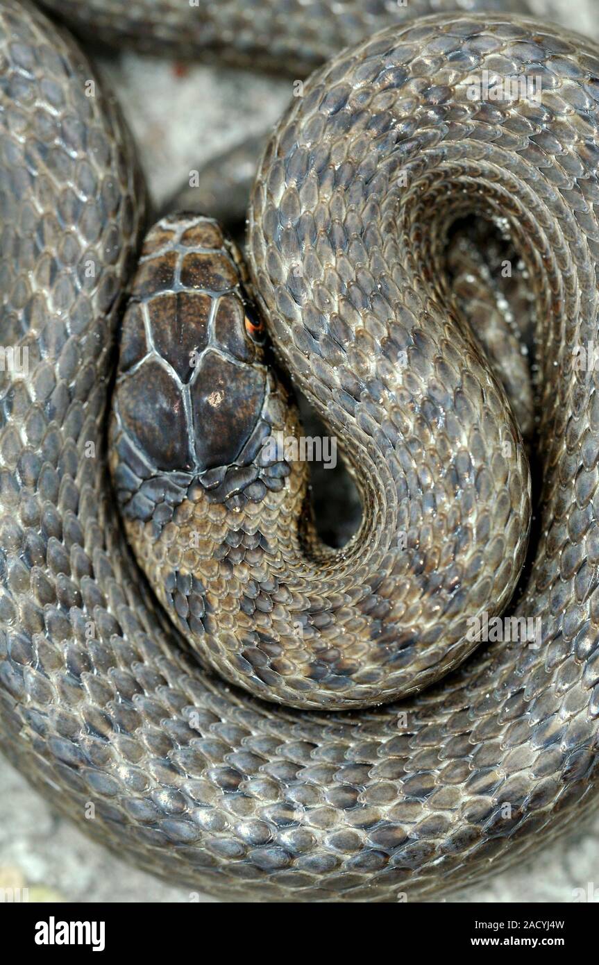 Smooth snake (Coronella austriaca). Photographed at Arne RSPB reserve ...