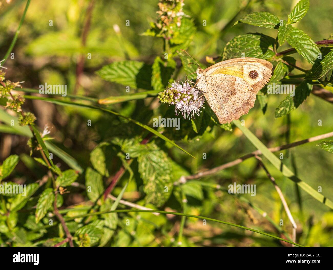 Maniola jurtina hispulla hi-res stock photography and images - Alamy
