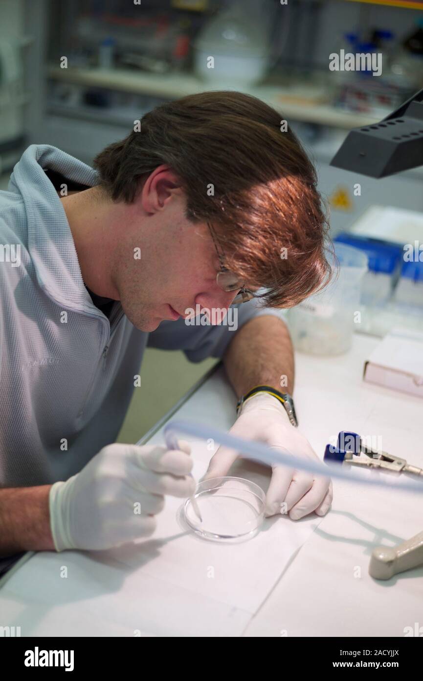 Microfluidic probe, IBM research. IBM scientist Robert D. Lovchik ...
