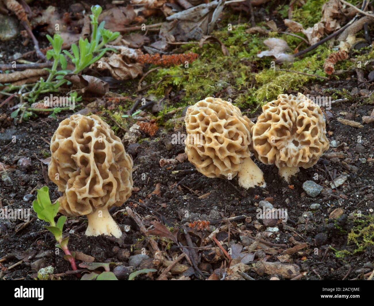 Common morel, Yellow morel, Morchella esculenta Stock Photo - Alamy