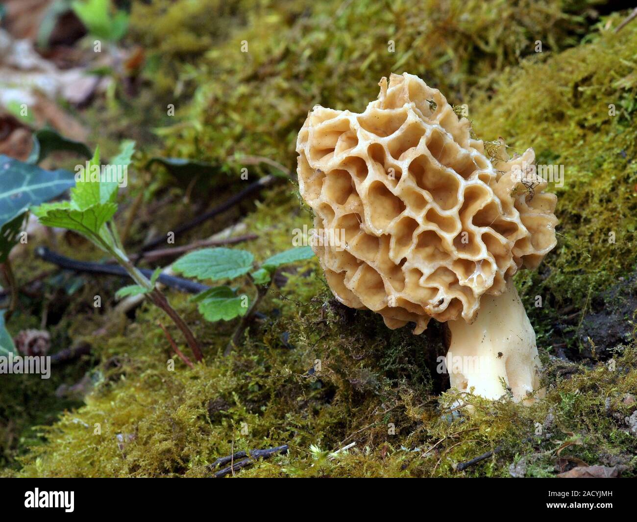 Common morel, yellow morel, morchella esculenta Stock Photo - Alamy