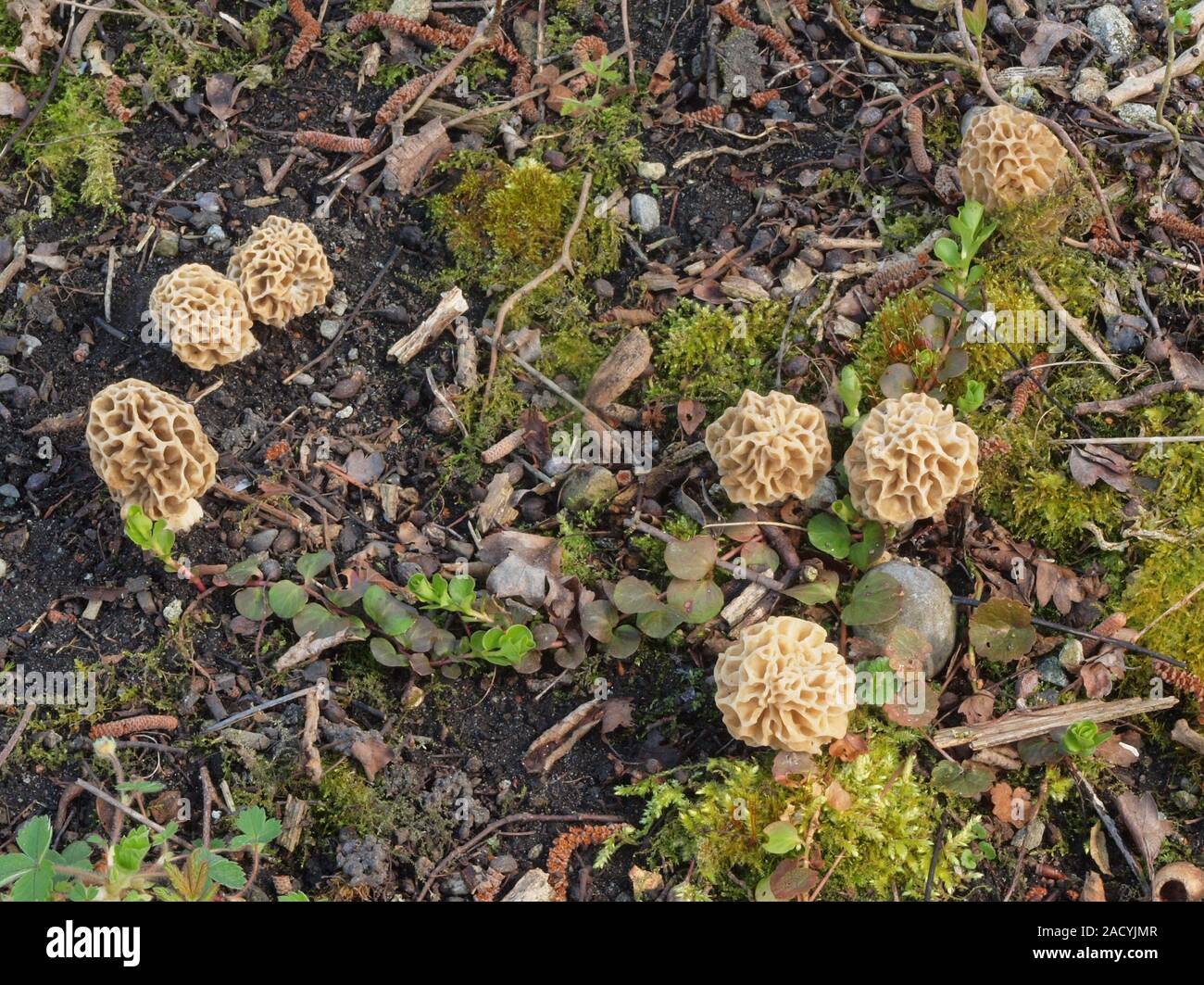 Common morel, Yellow morel, Morchella esculenta Stock Photo - Alamy