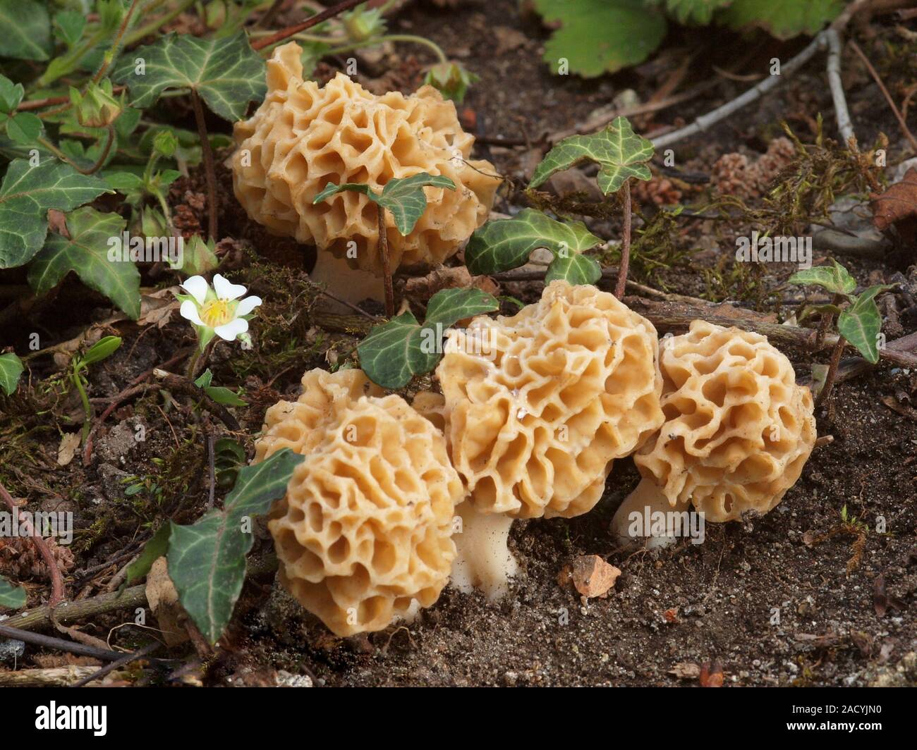 Common Morel, Yellow Morel, Morchella esculenta Stock Photo - Alamy