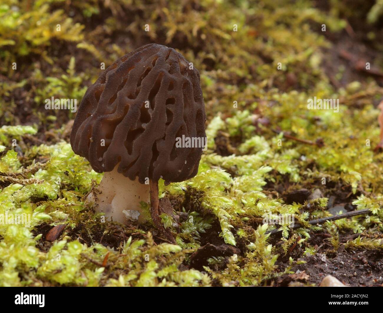 Black morel, Morchella elata, Morchella conica Stock Photo - Alamy
