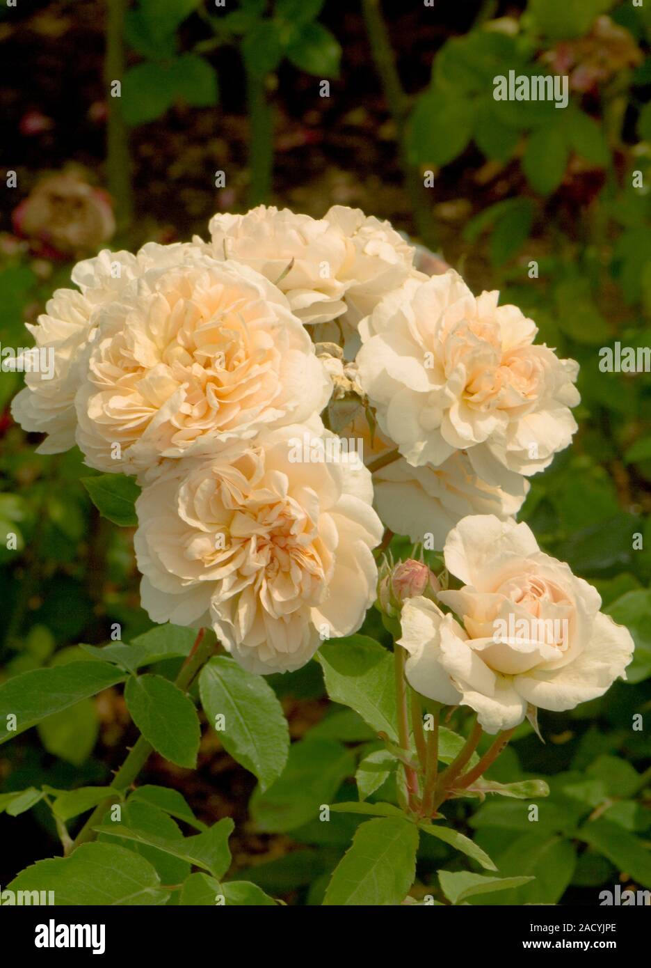 Rose (Rosa 'The Lady') flowers Stock Photo - Alamy