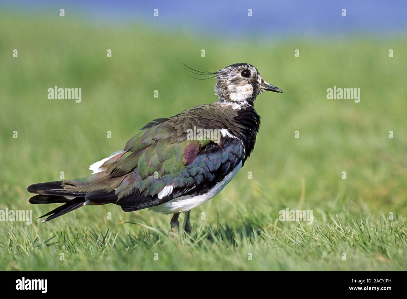 Northern Lapwing, in winter, it forms huge flocks in open land Stock ...