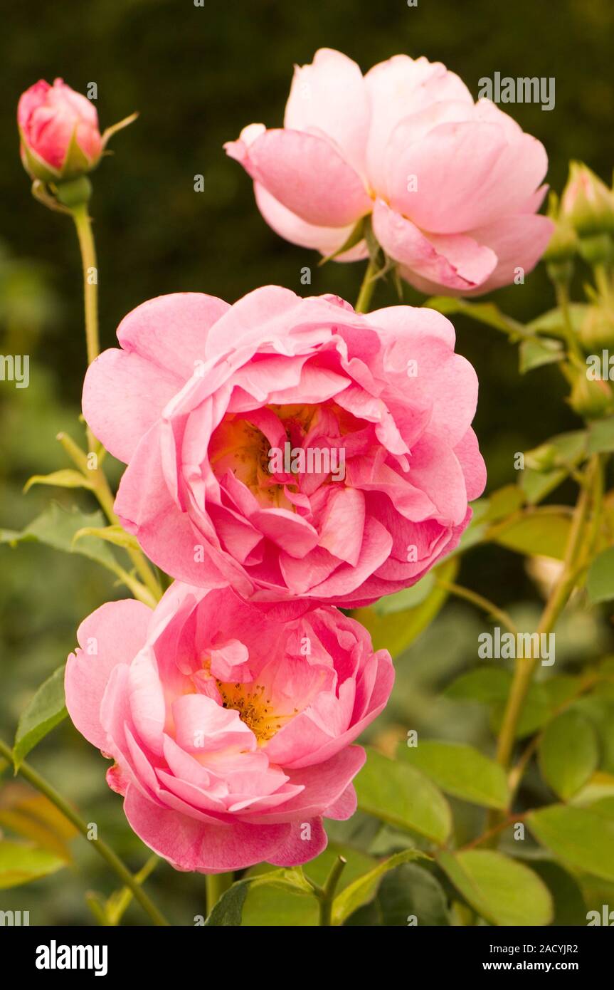 Rose (Rosa 'Royal Jubilee') flowers Stock Photo - Alamy