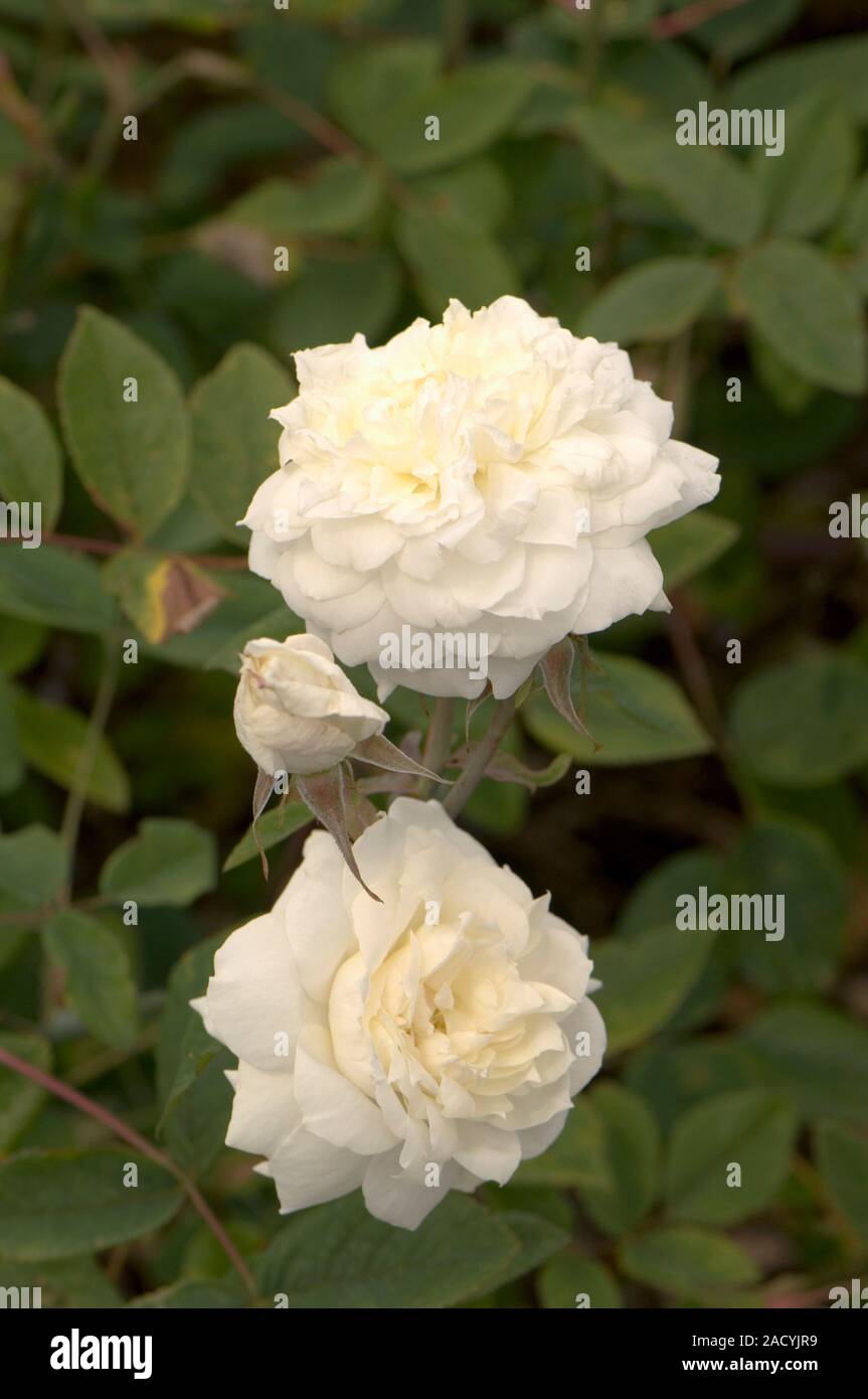 Rose (Rosa 'Susan Williams Ellis') flowers Stock Photo - Alamy