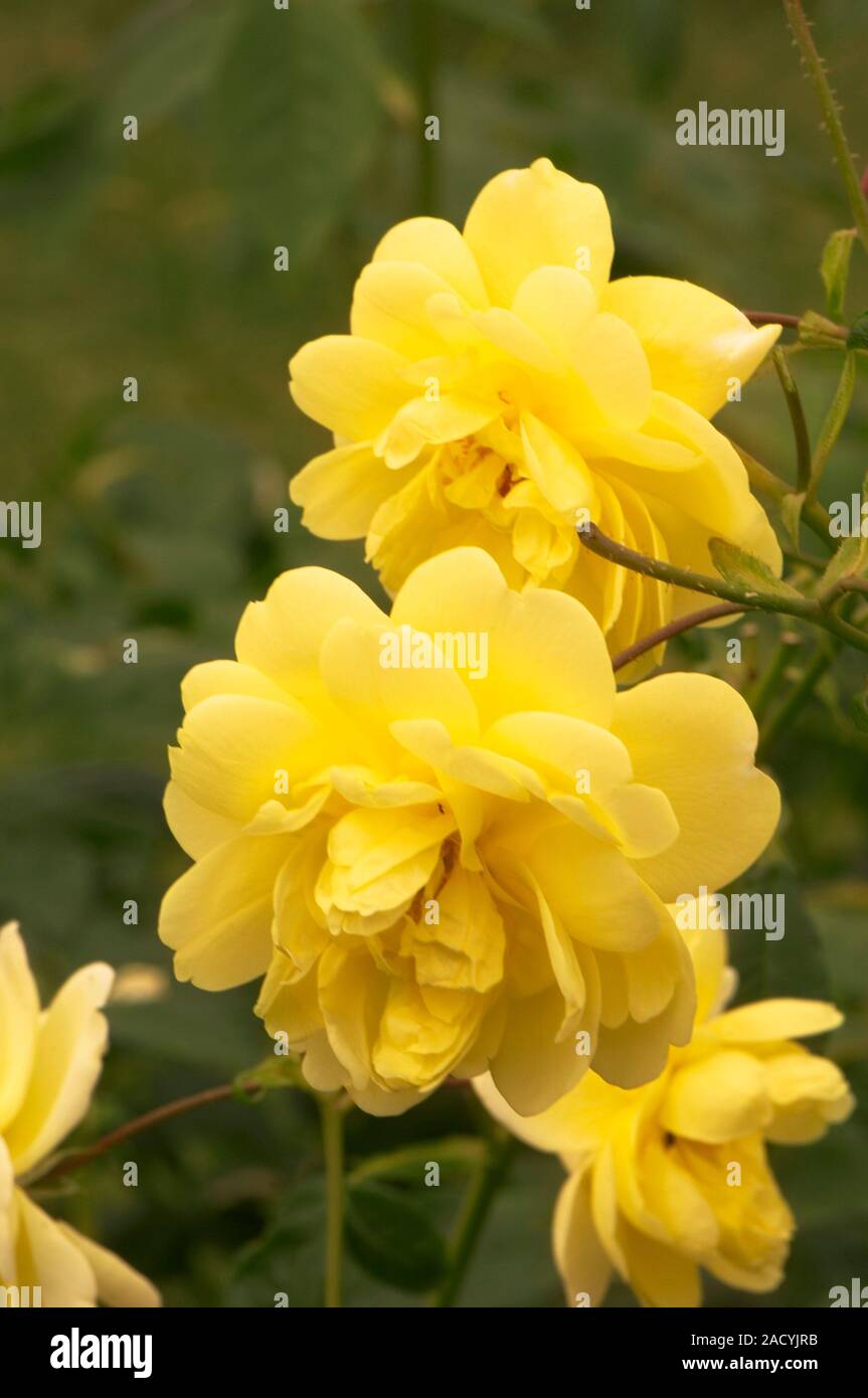 Rose (Rosa 'Blythe Spirit') flowers Stock Photo - Alamy