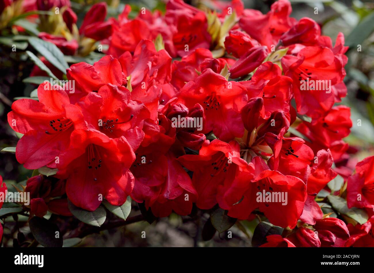 Rhododendron 'Elizabeth' flower. Photographed in April Stock Photo - Alamy