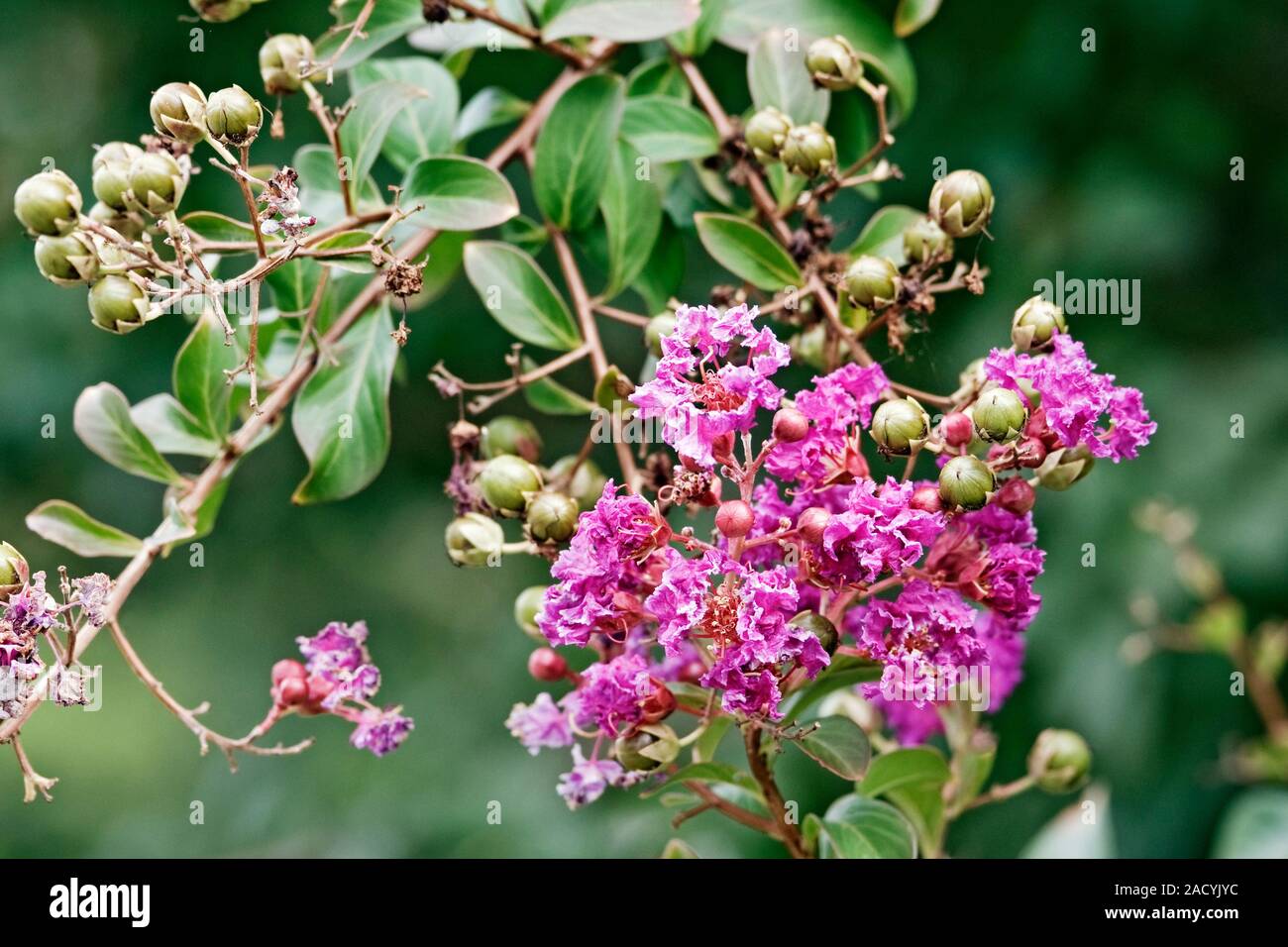 Crape myrtle (Lagerstroemia indica) flowers Stock Photo - Alamy