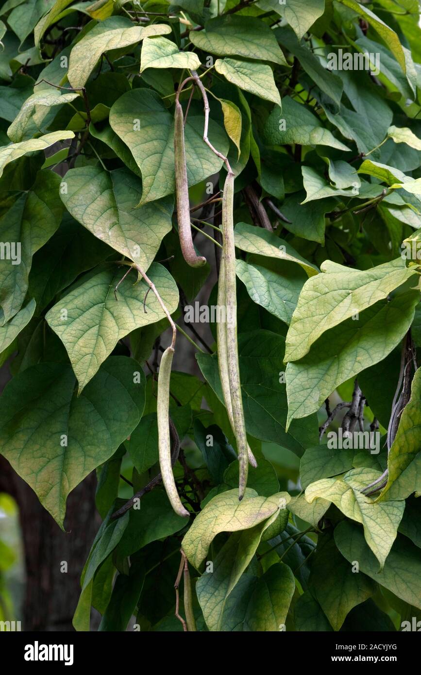 Northern catalpa (Catalpa speciosa) seed pods Stock Photo - Alamy