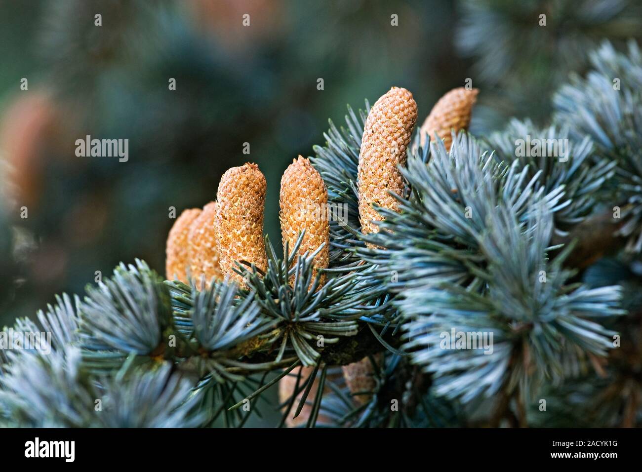 Noble fir (Abies procera) tree with cones Stock Photo - Alamy