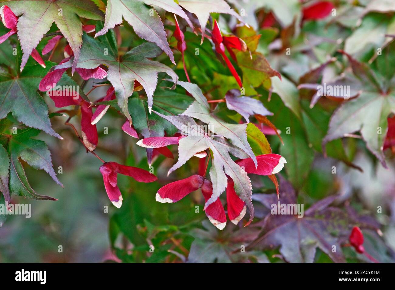 Japanese maple (Acer palmatum) seeds Stock Photo - Alamy