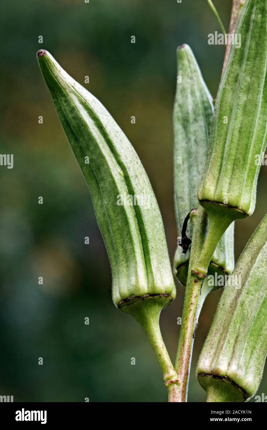 Okra (Abelmoschus esculentus) seeds pods. These pods are eaten as a ...