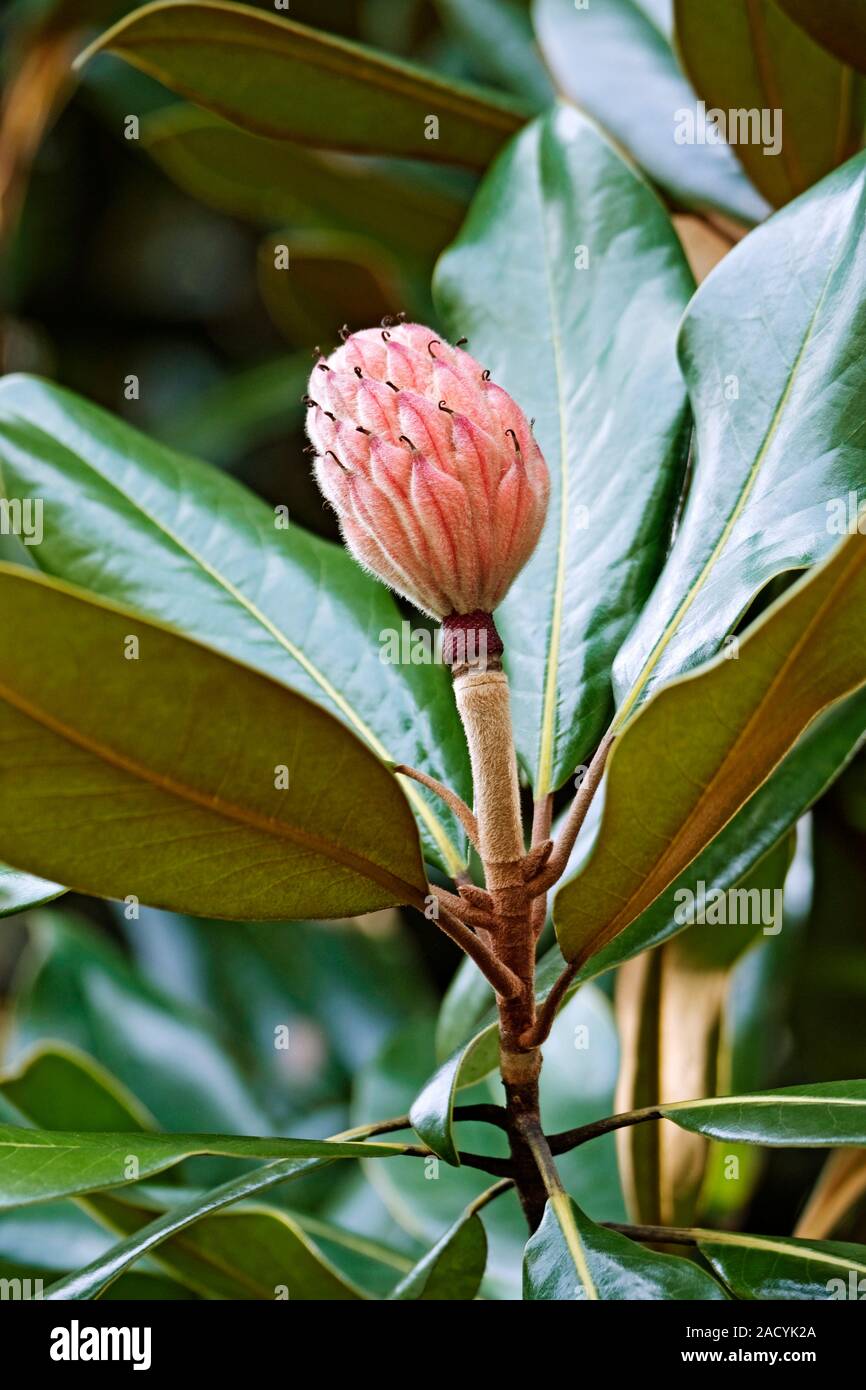 Southern magnolia (Magnolia grandiflora Stock Photo - Alamy