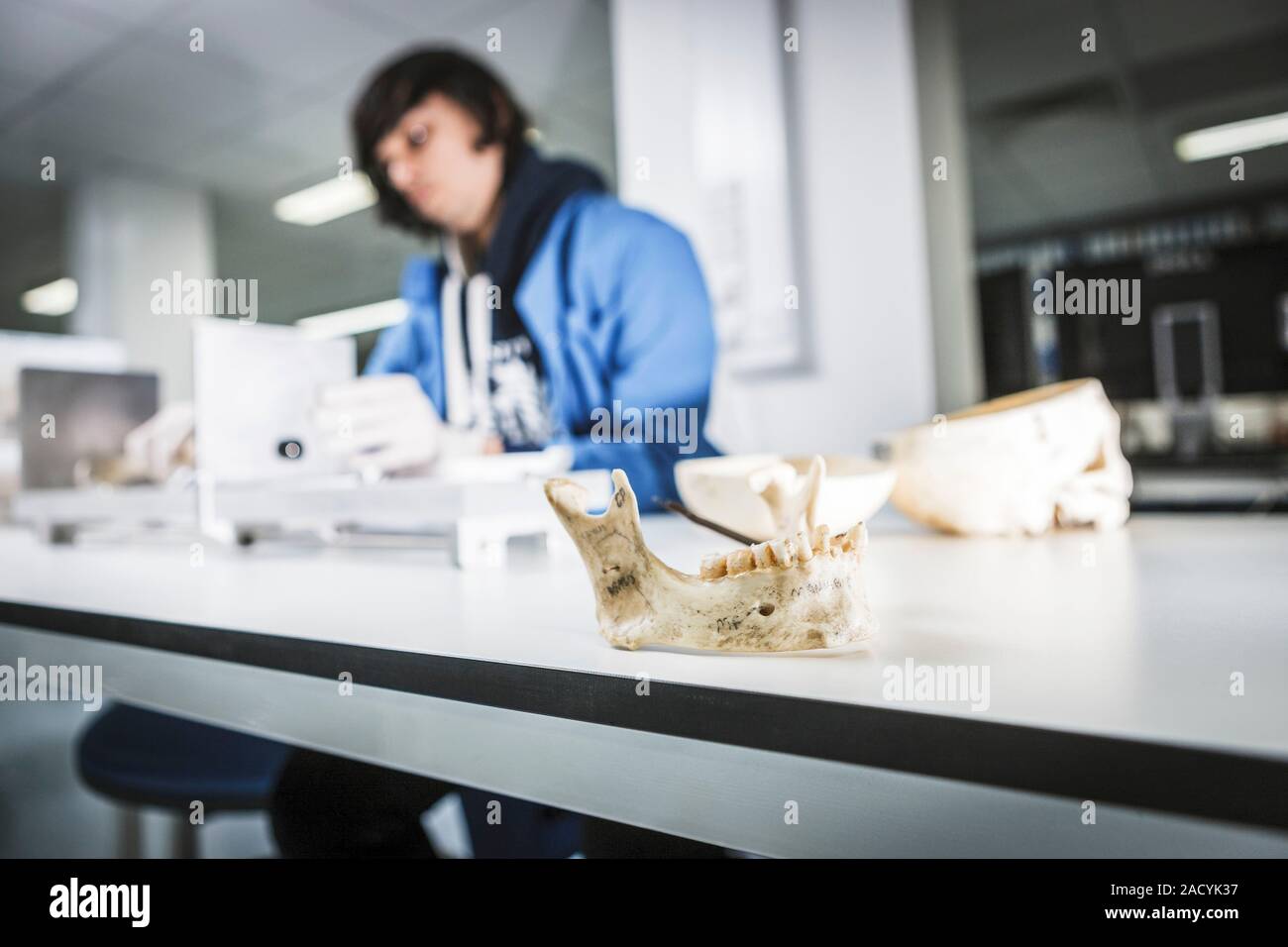 Forensic anthropology lab. Forensic scientist examining human remains ...