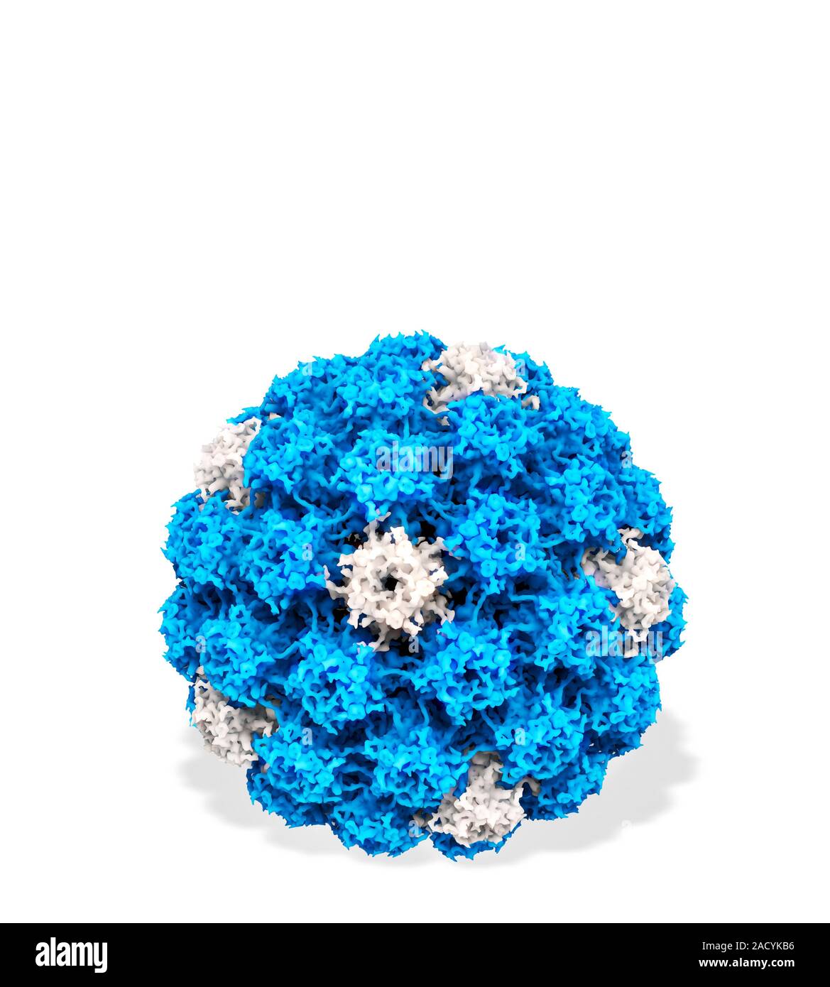 Human papilloma virus (HPV) particle. Molecular model of the capsid ...