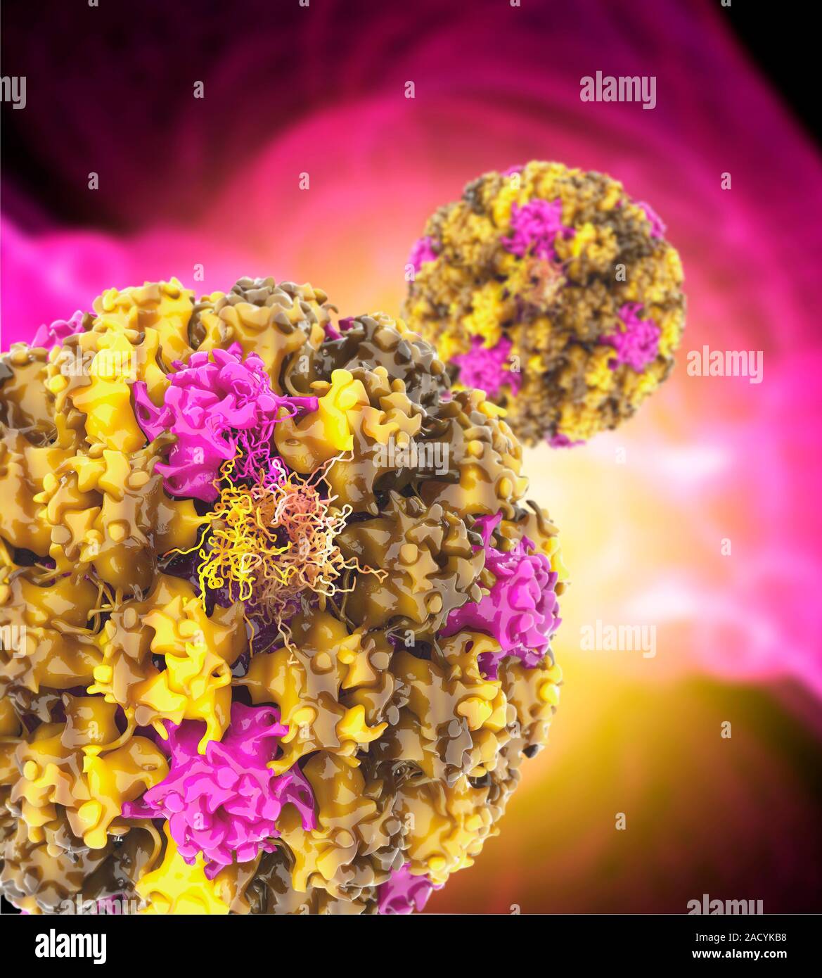 Human papilloma virus (HPV) particles. Molecular model of the capsid ...