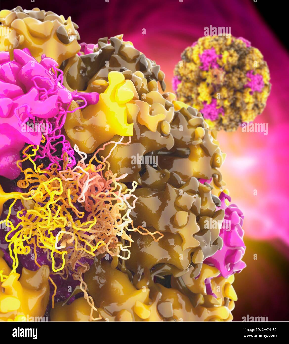 Human papilloma virus (HPV) particles. Molecular model of the capsid ...