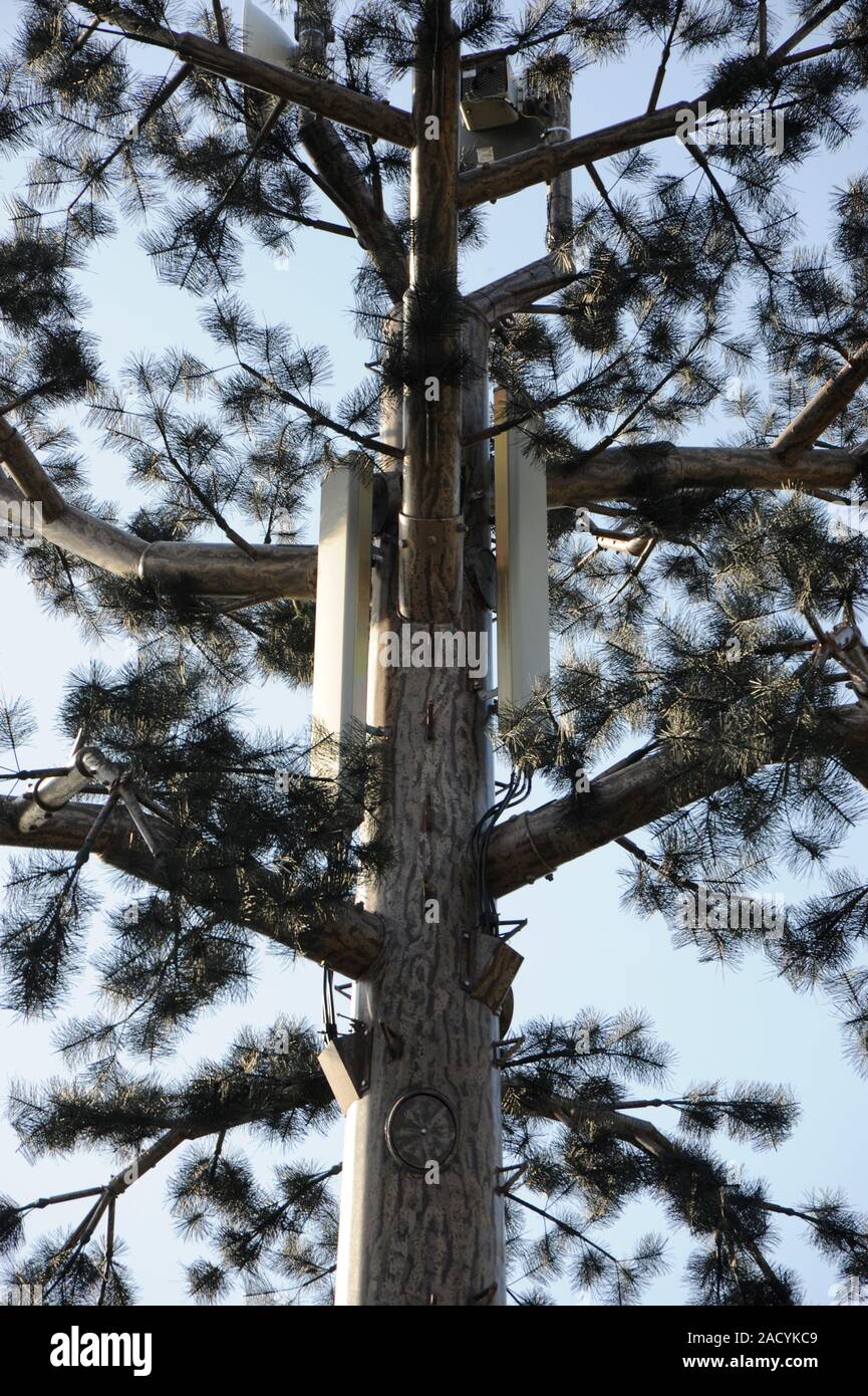 Mobile phone mast disguised as a tree Stock Photo - Alamy