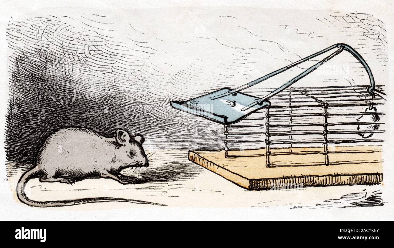 Mouse and mouse trap, historical illustration. Published in Munchener ...