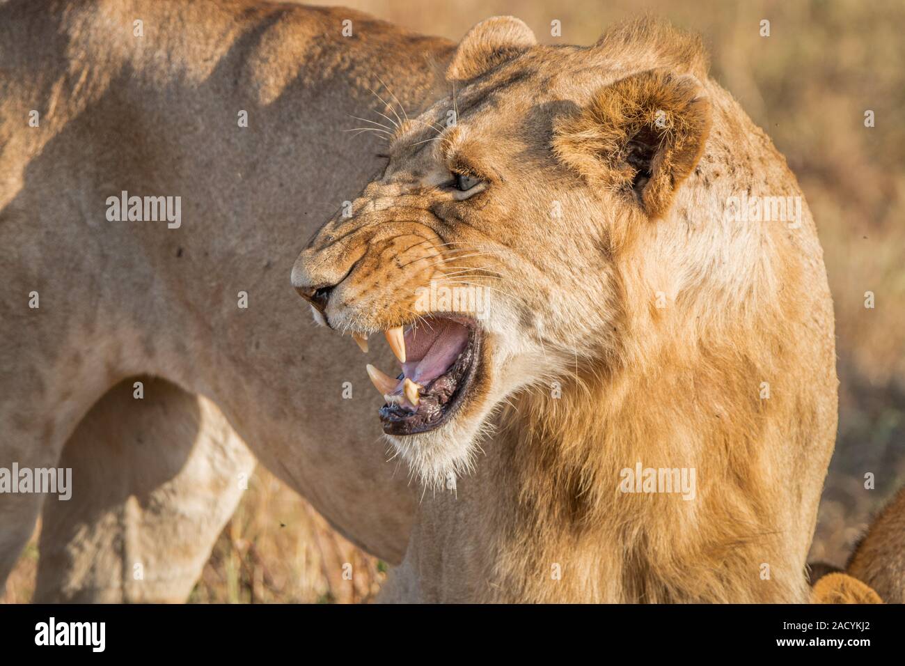 African Lion Growling High Resolution Stock Photography and Images - Alamy
