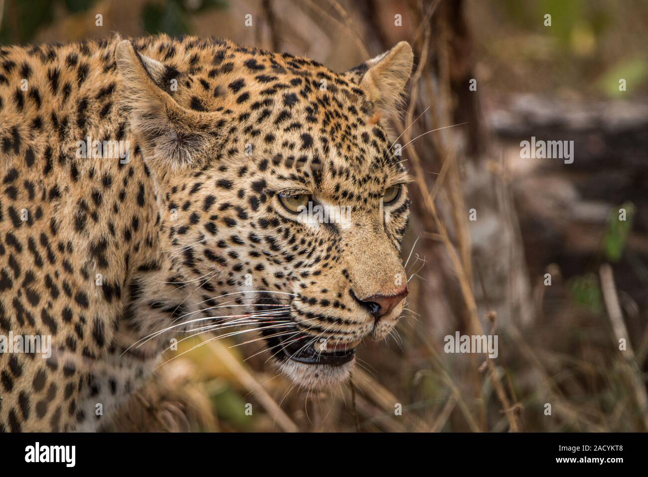 Side profile of a Leopard in the Sabi Sands Stock Photo - Alamy