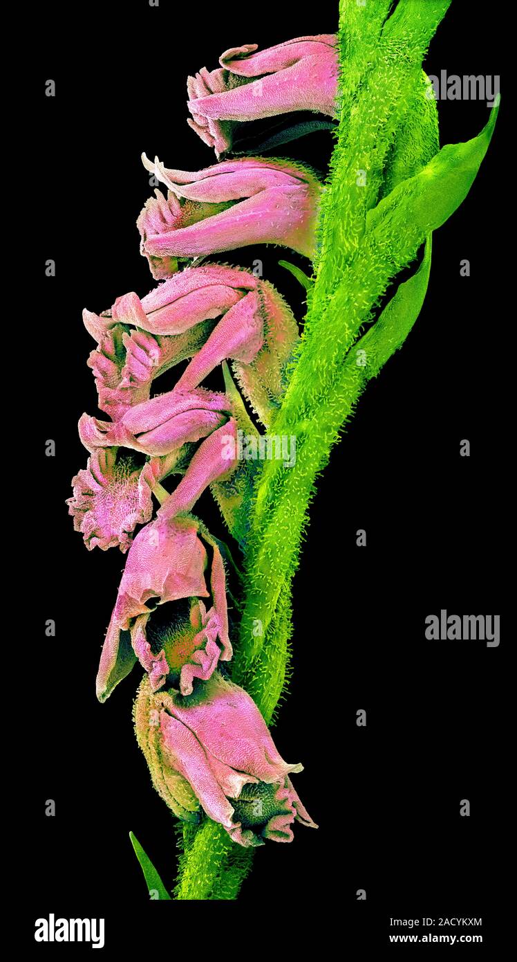 Orchid flowers. Coloured scanning electron micrograph (SEM) of flowers ...