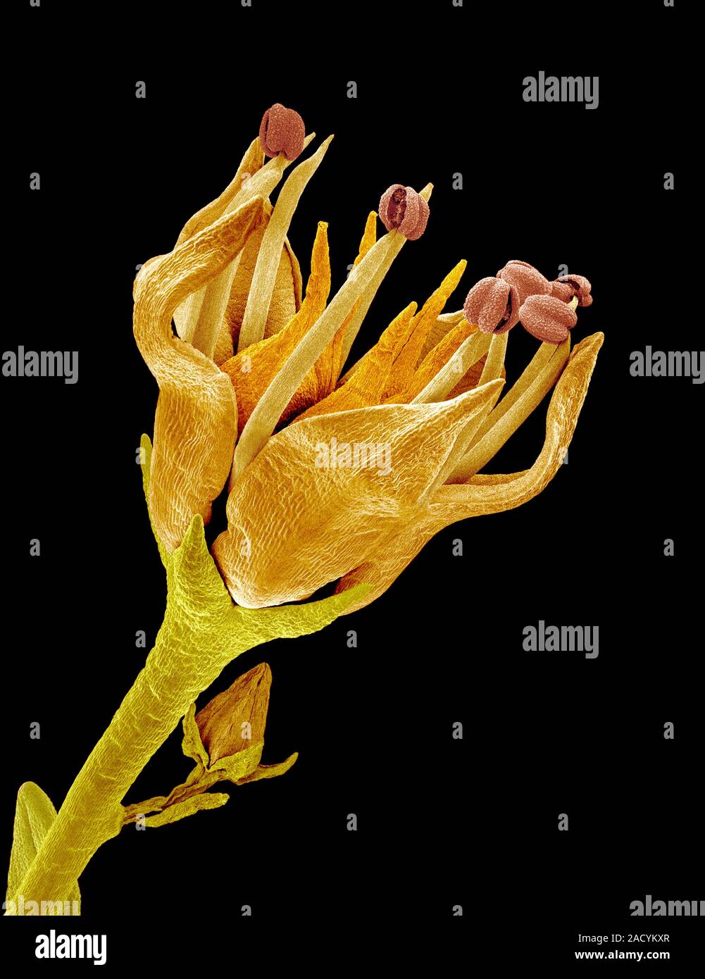 Flower, coloured scanning electron micrograph (SEM). Seen within the ...