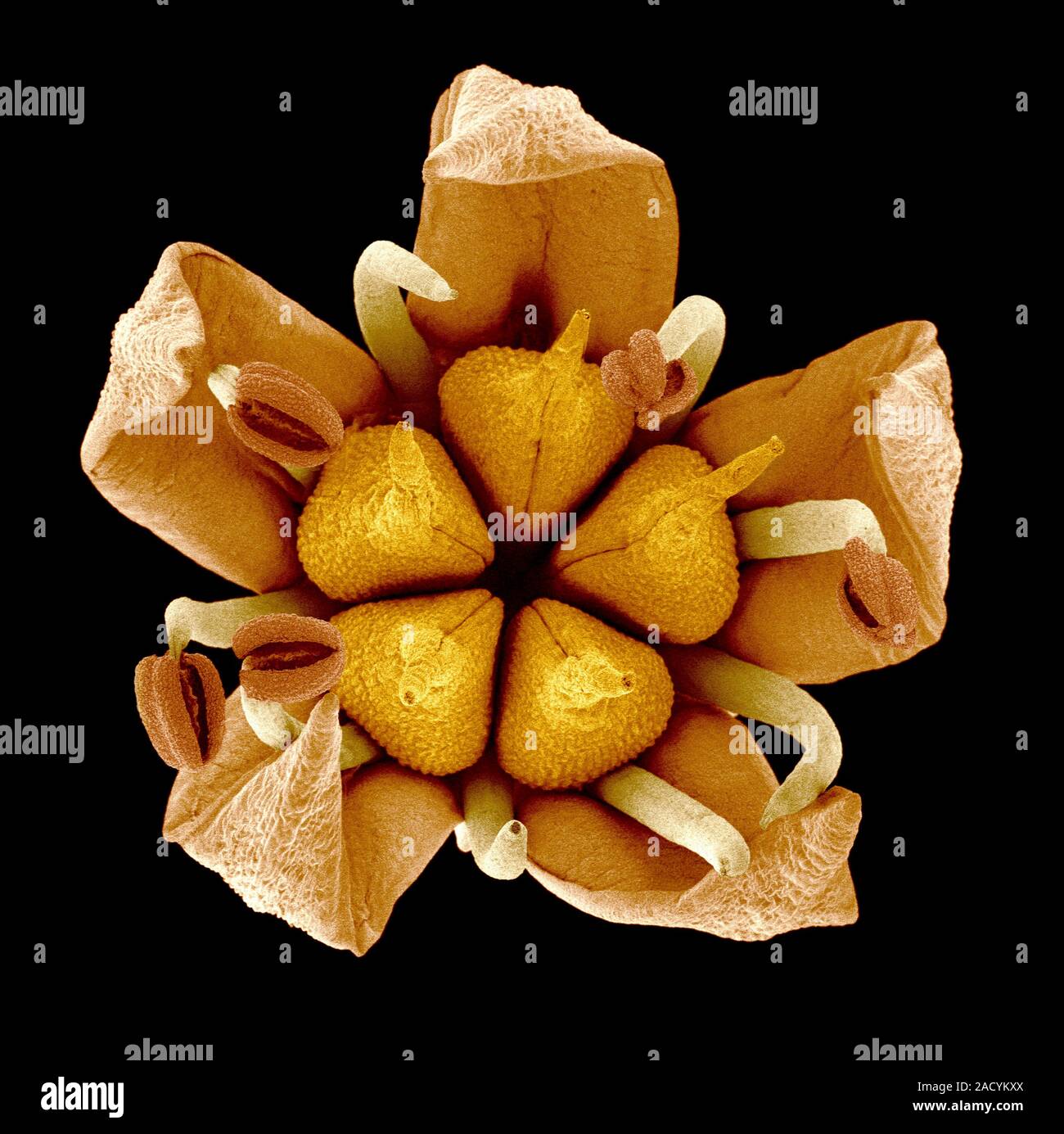 Flower Coloured Scanning Electron Micrograph Sem Seen Within The
