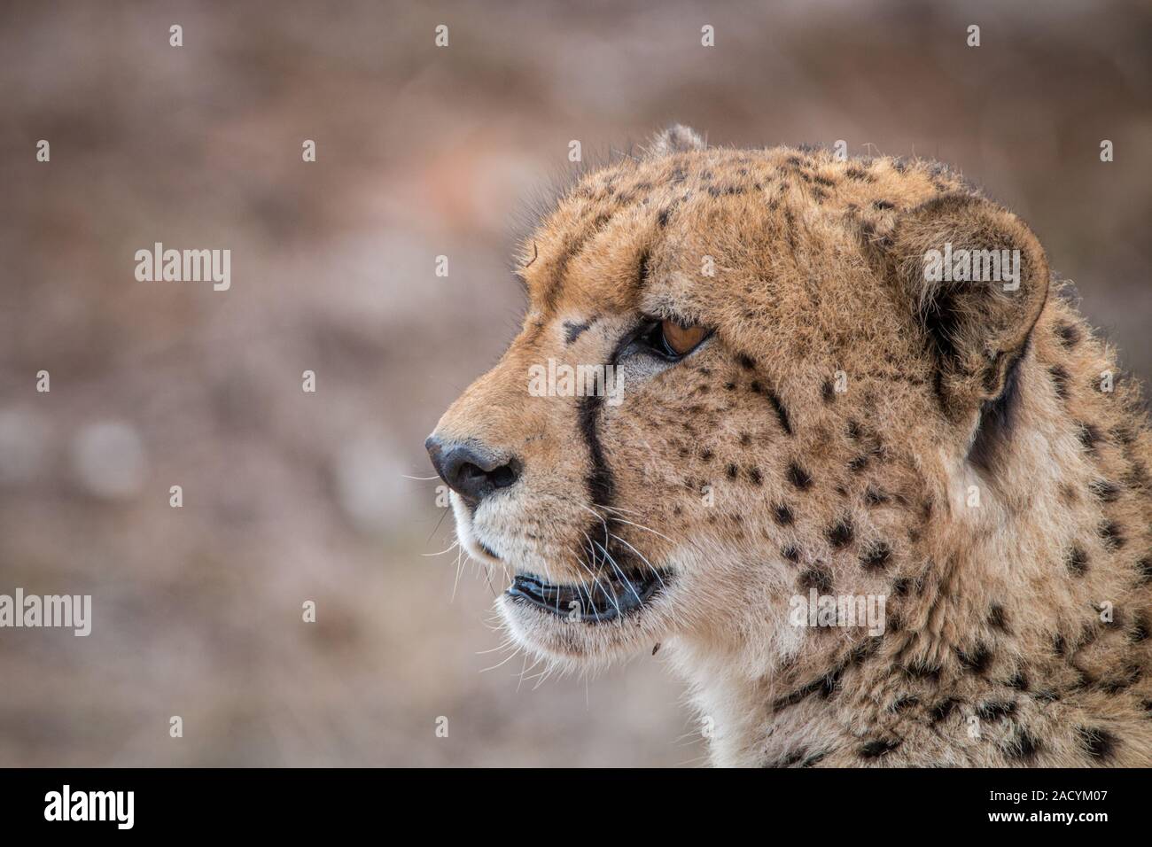 Cheetah profile hi-res stock photography and images - Alamy