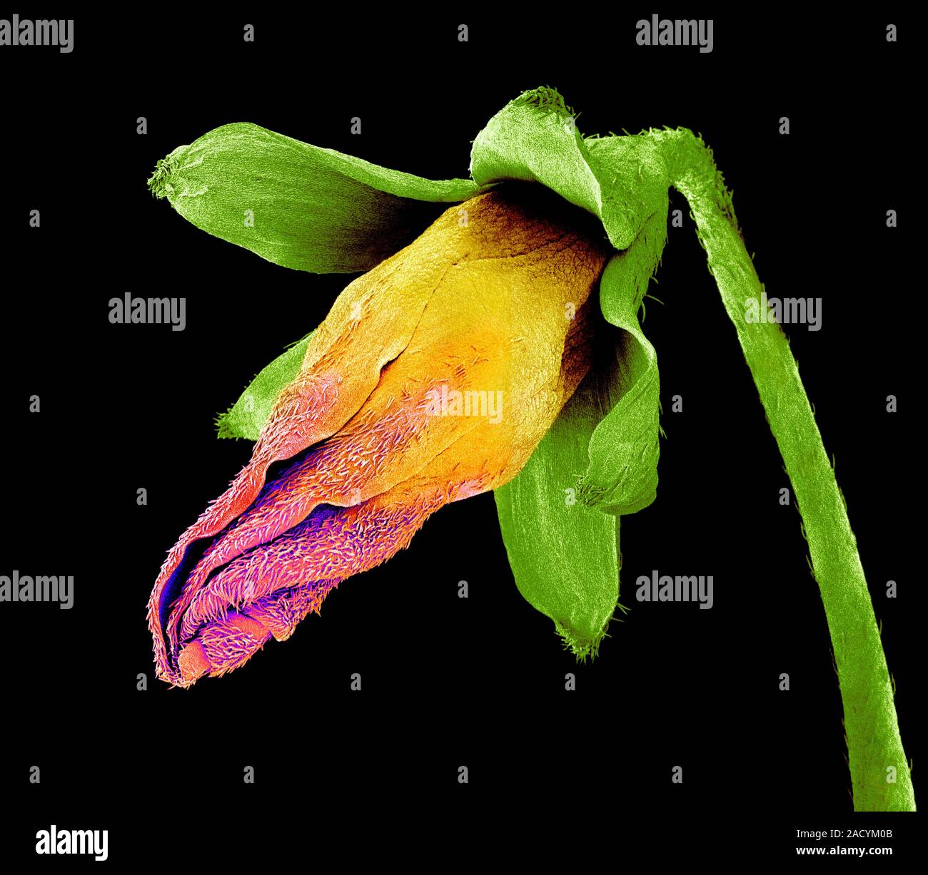 Wood sorrel (Oxalis sp.) flower bud, coloured scanning electron ...