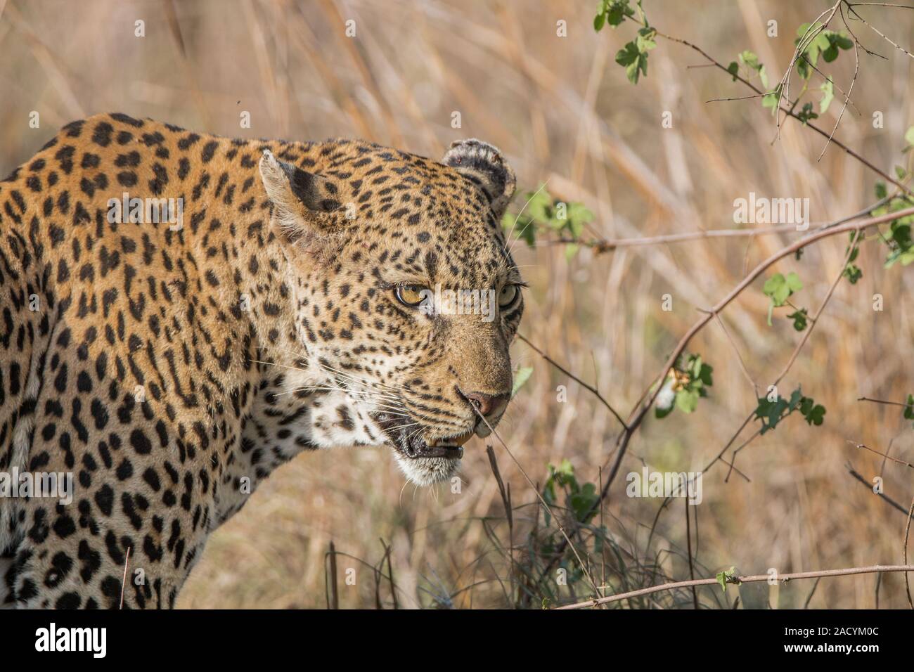 Leopard side profile hi-res stock photography and images - Alamy