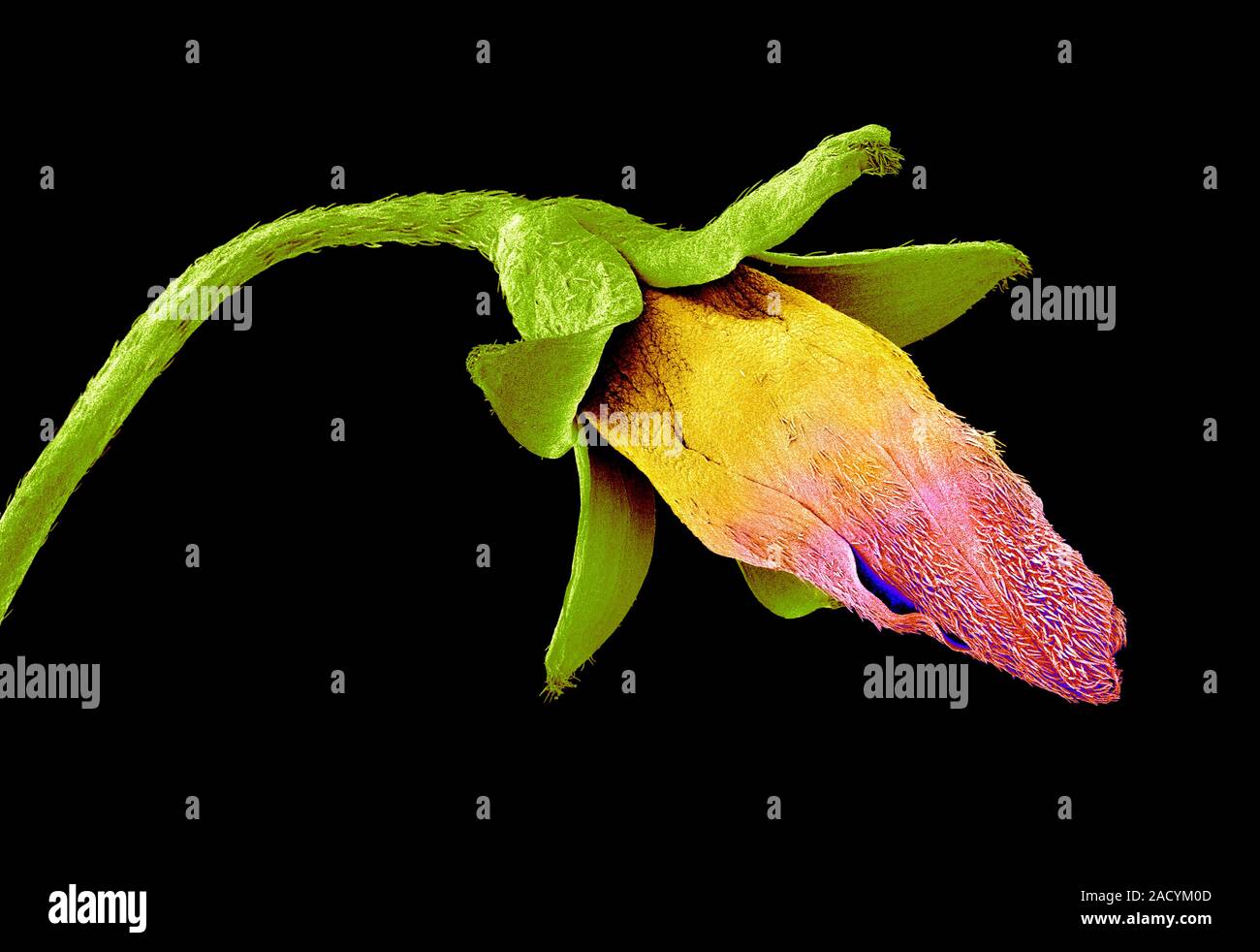 Wood sorrel (Oxalis sp.) flower bud, coloured scanning electron ...