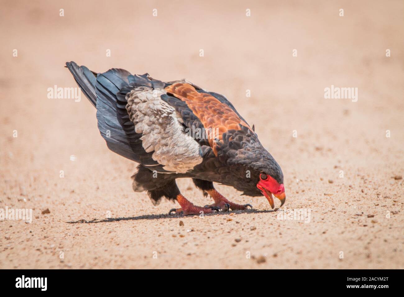 Bateleur eagle on the road in the Kruger National Park Stock Photo - Alamy