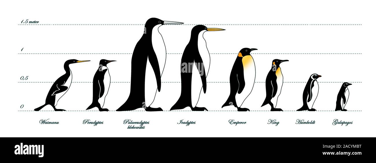 Extinct and living penguin comparison. Computer illustration comparing ...