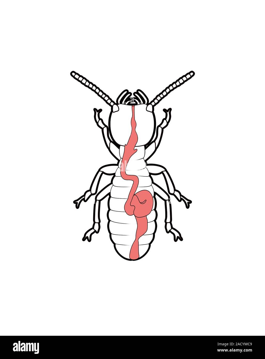 Termite digestive system, computer illustration. Bacteria in the ...
